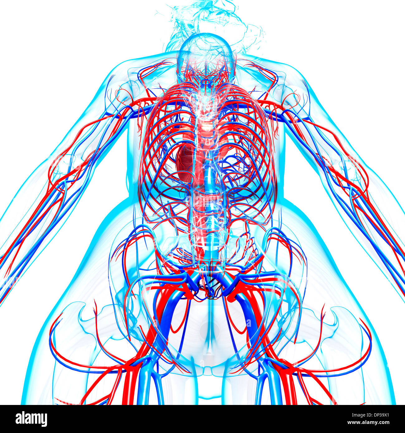 Female cardiovascular system, artwork Stock Photo - Alamy