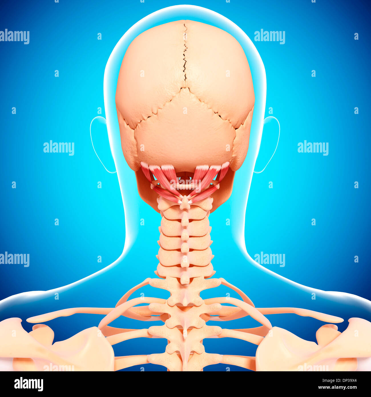 Human neck musculature, artwork Stock Photo - Alamy