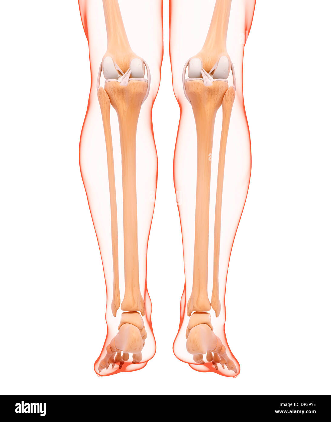 Human leg bones, artwork Stock Photo - Alamy