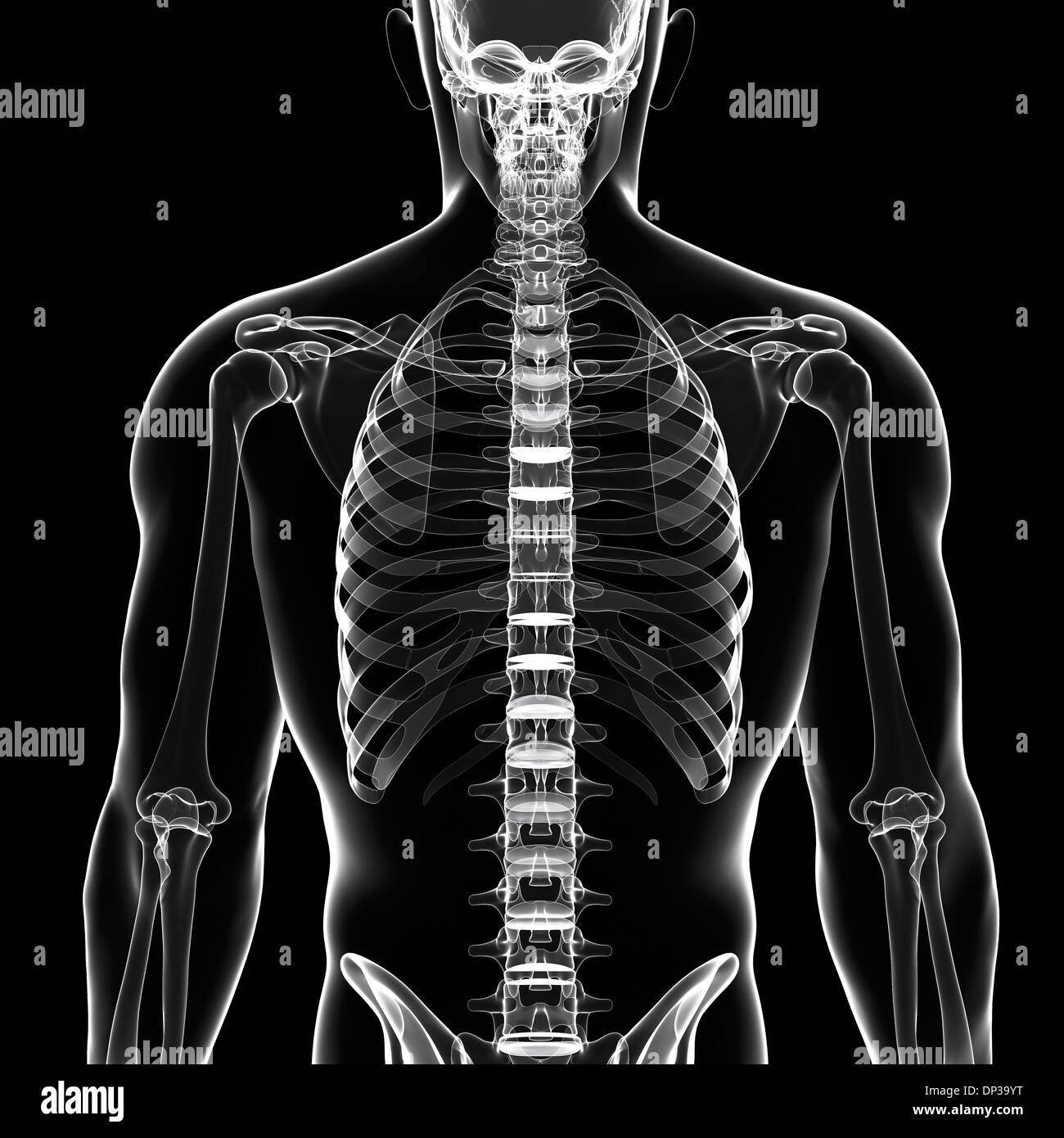 Human skeleton, artwork Stock Photo - Alamy