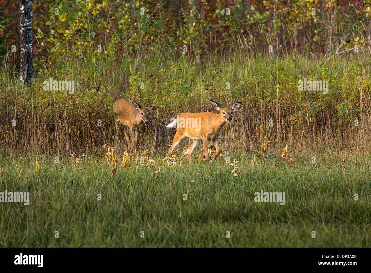 Two fawn hi-res stock photography and images - Alamy