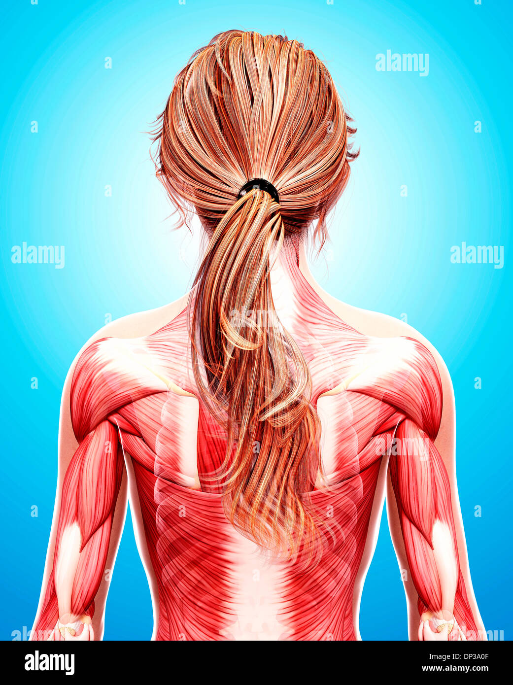 Female musculature, artwork Stock Photo - Alamy