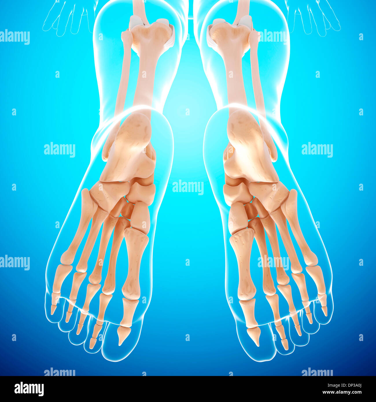 Human leg bones, artwork Stock Photo - Alamy