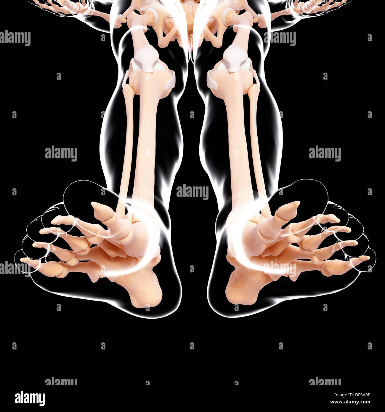 Human leg bones, artwork Stock Photo - Alamy