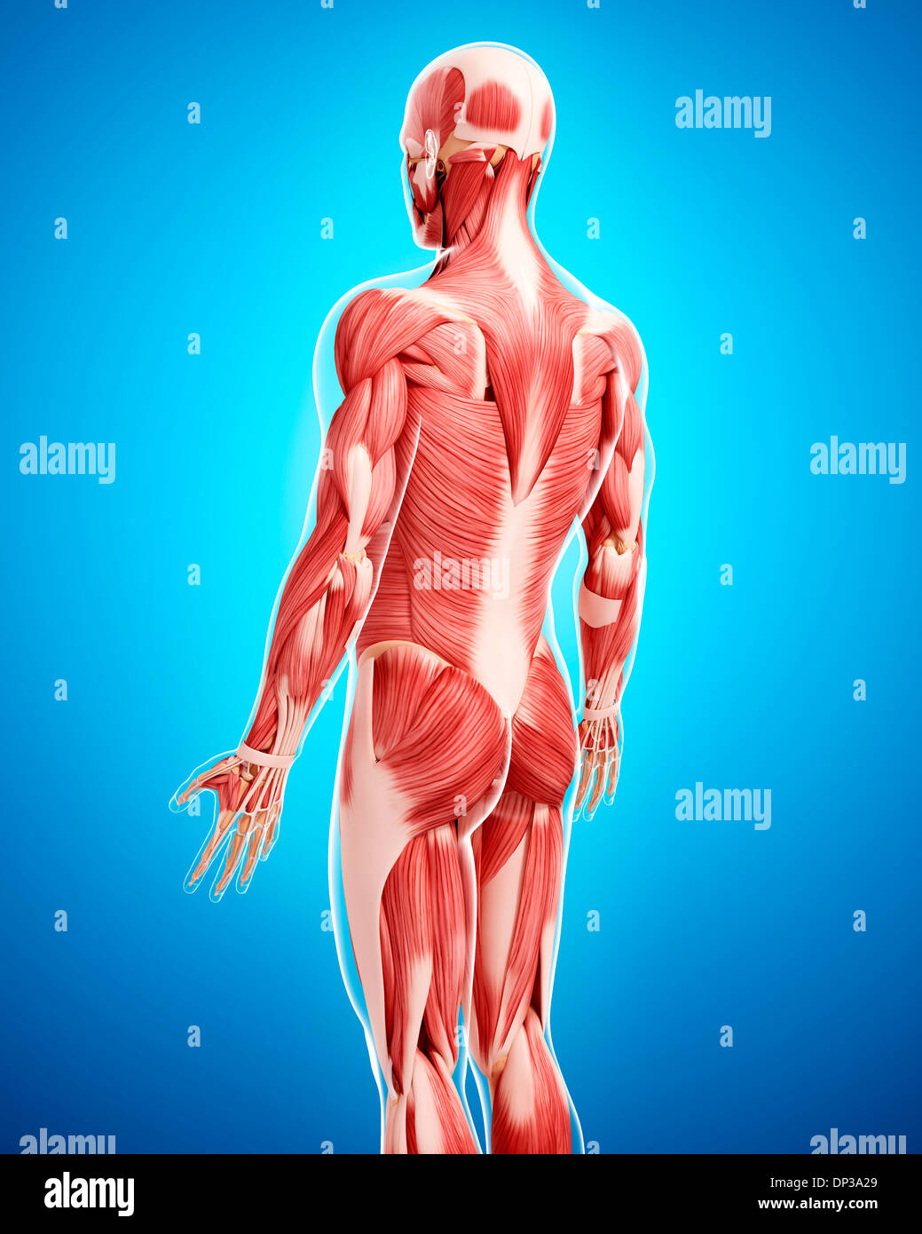 Human musculature, artwork Stock Photo - Alamy