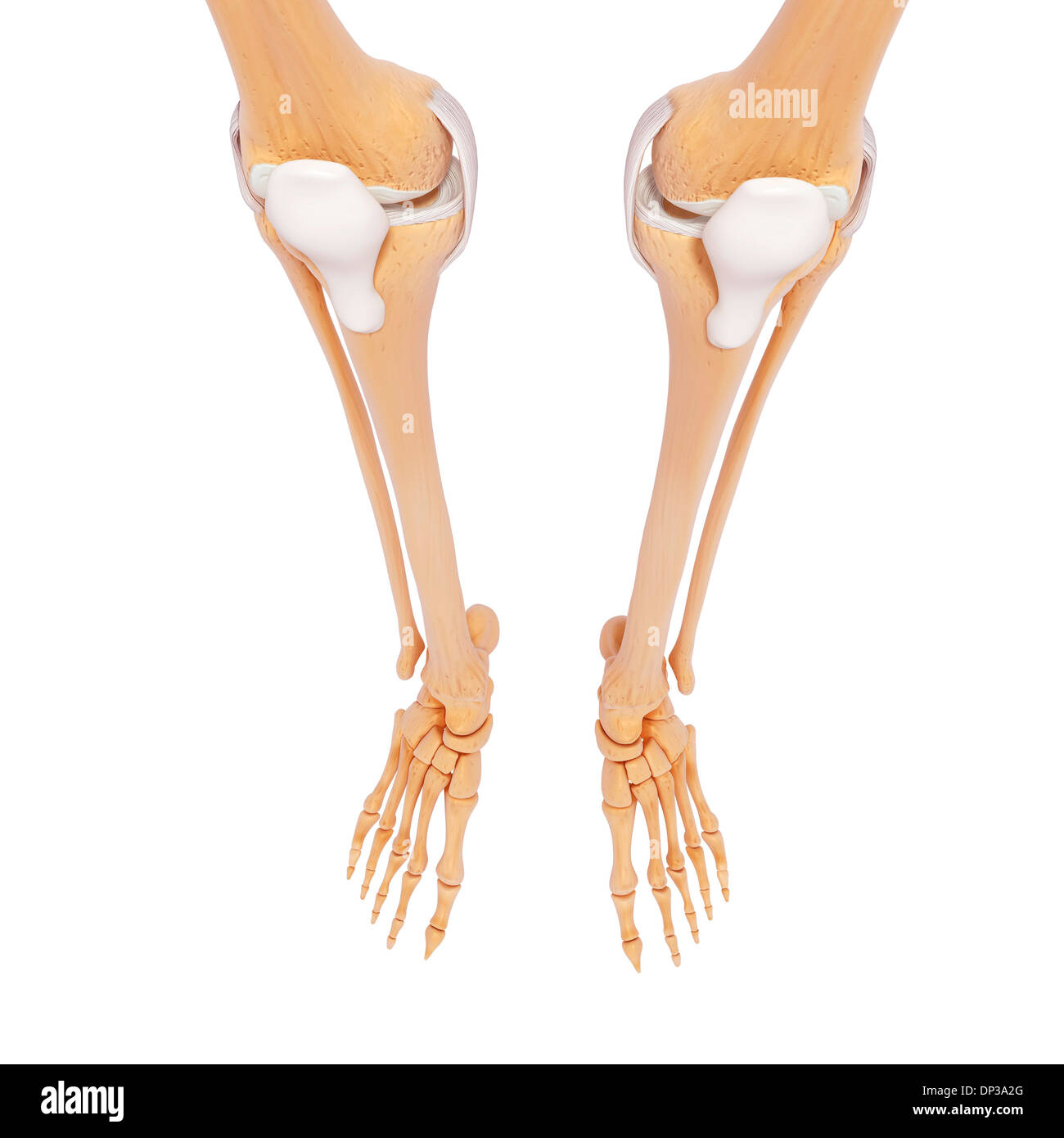 Human leg bones, artwork Stock Photo - Alamy
