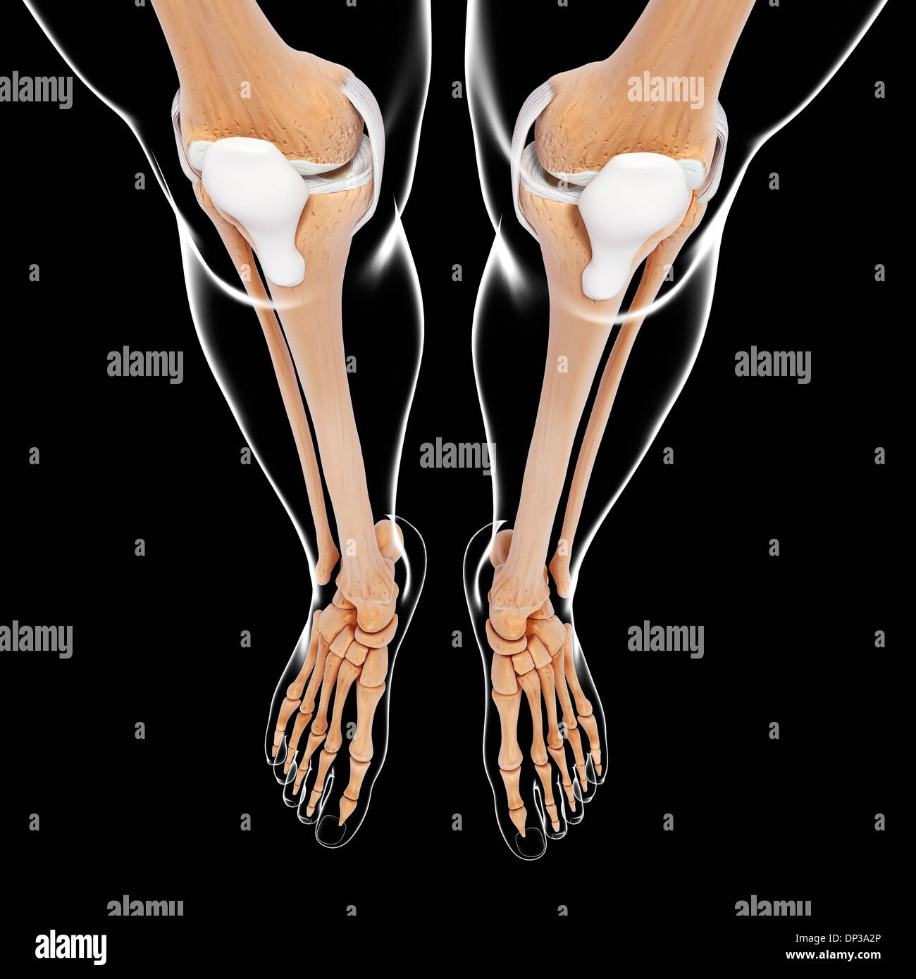 Human leg bones, artwork Stock Photo - Alamy