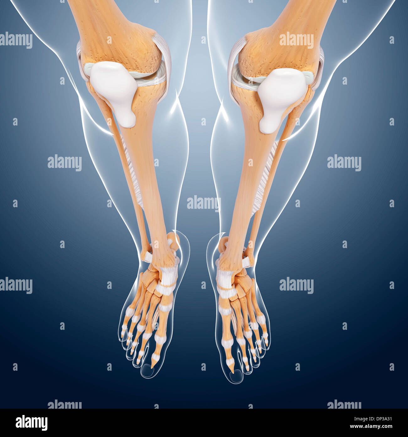 Human leg bones, artwork Stock Photo - Alamy