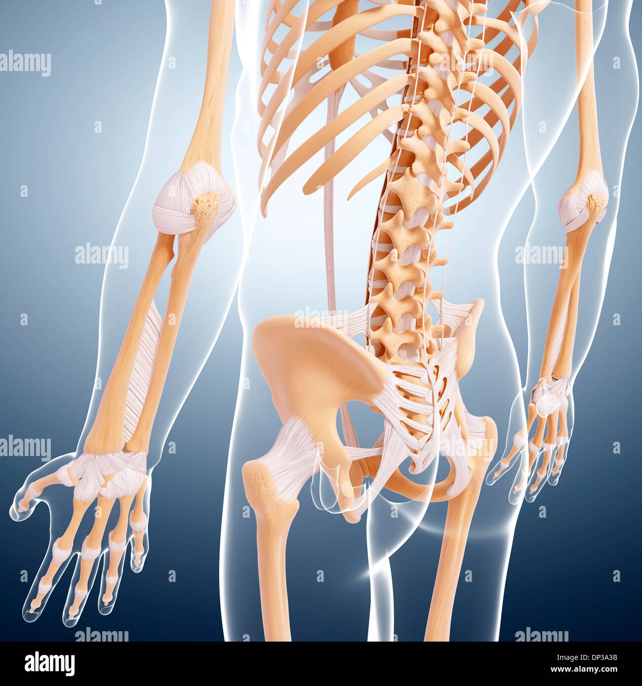 Rear view male pelvis sacrum hi-res stock photography and images - Alamy