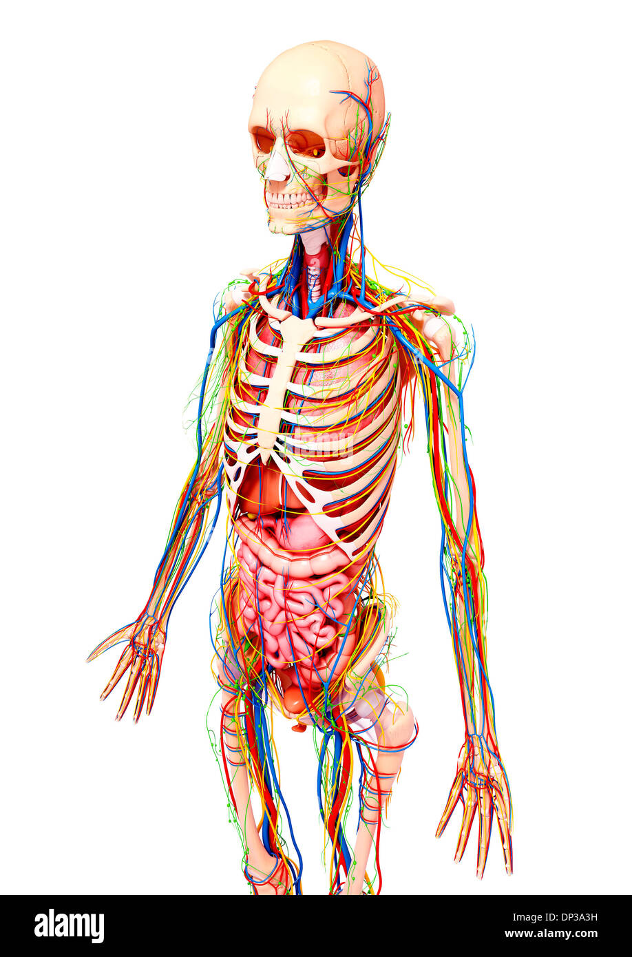 Female anatomy, artwork Stock Photo - Alamy