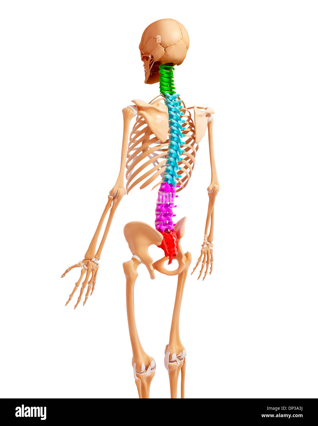 Human skeleton, artwork Stock Photo - Alamy