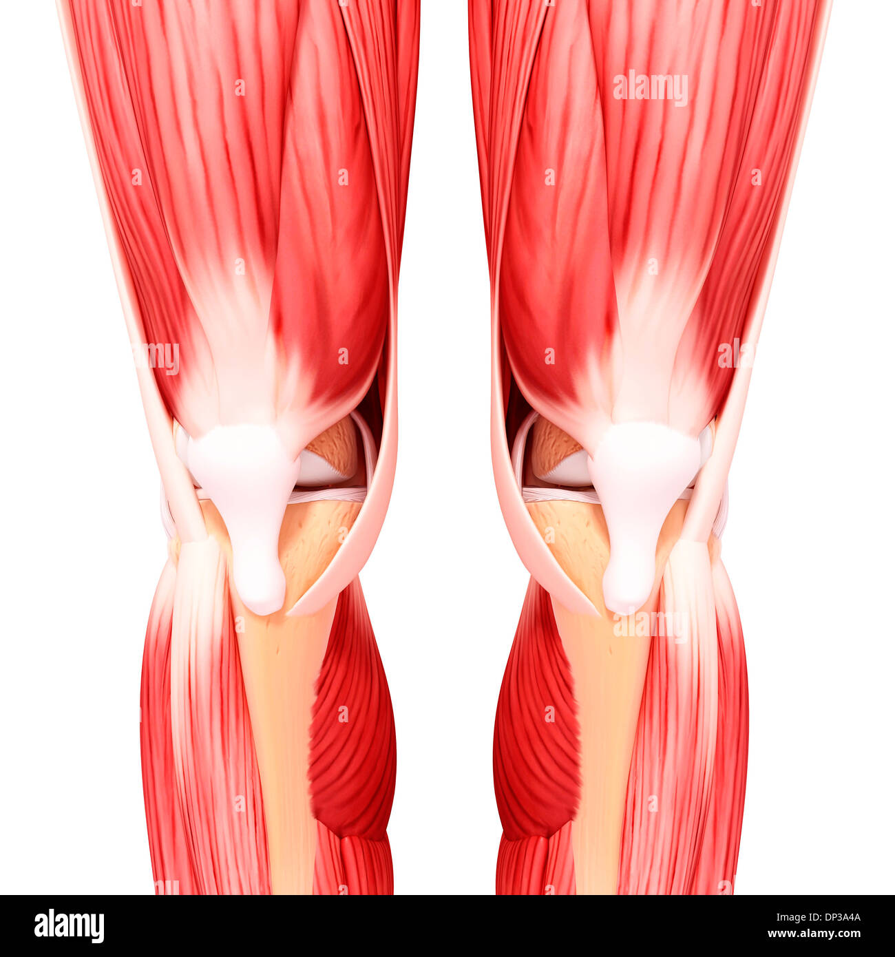 Human leg musculature, artwork Stock Photo - Alamy