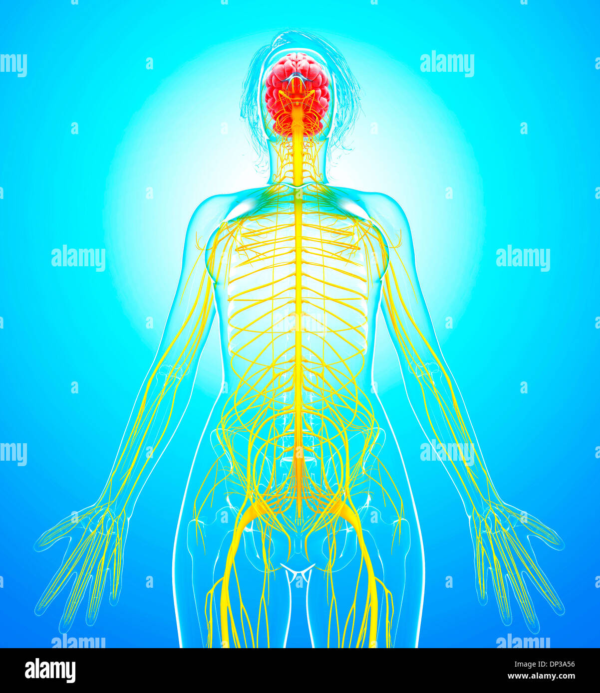 Female nervous system, artwork Stock Photo - Alamy