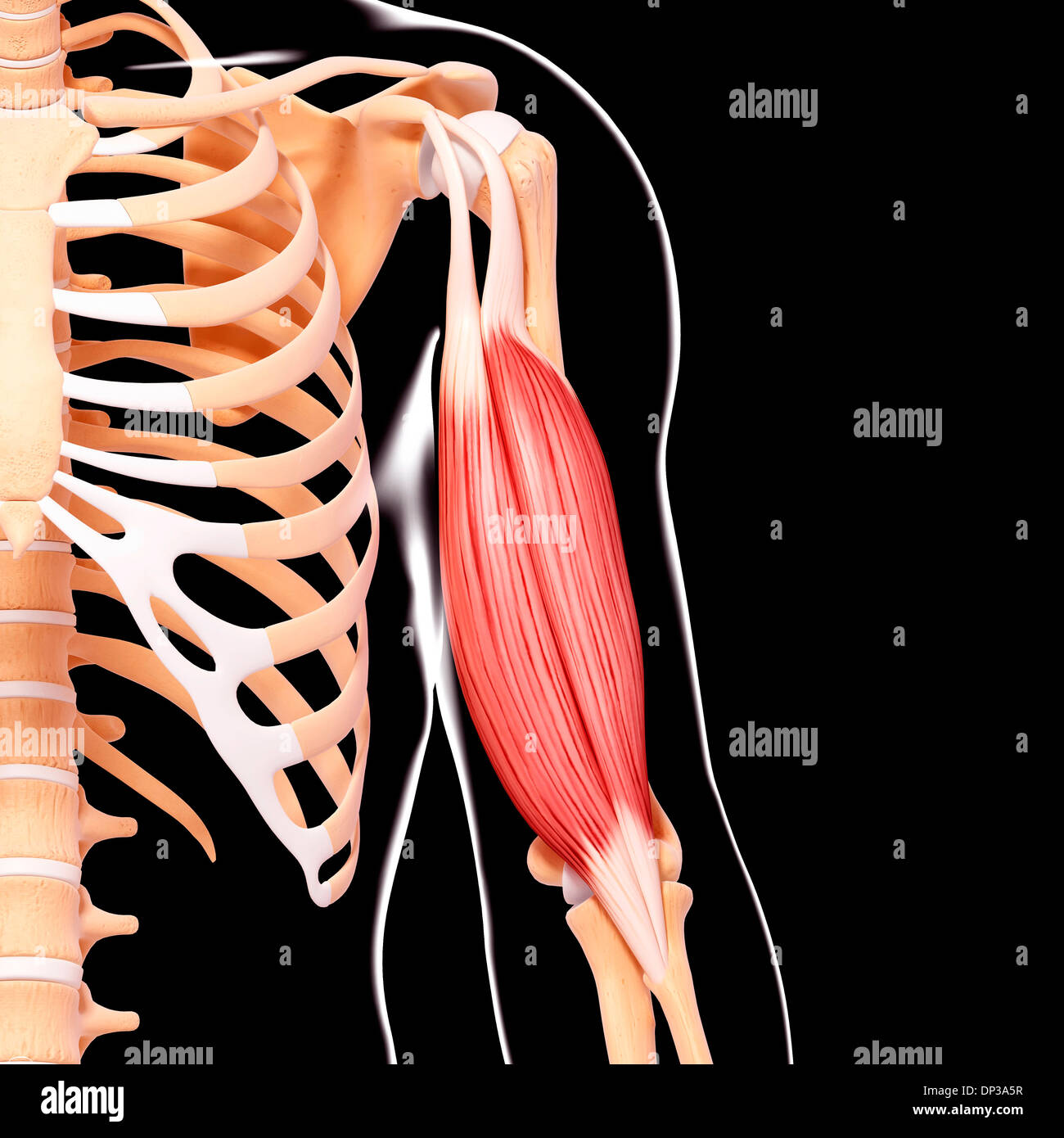 Musculature of the arm hi-res stock photography and images - Alamy