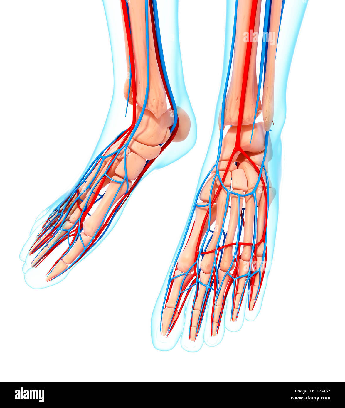 Human foot cardiovascular system, artwork Stock Photo - Alamy