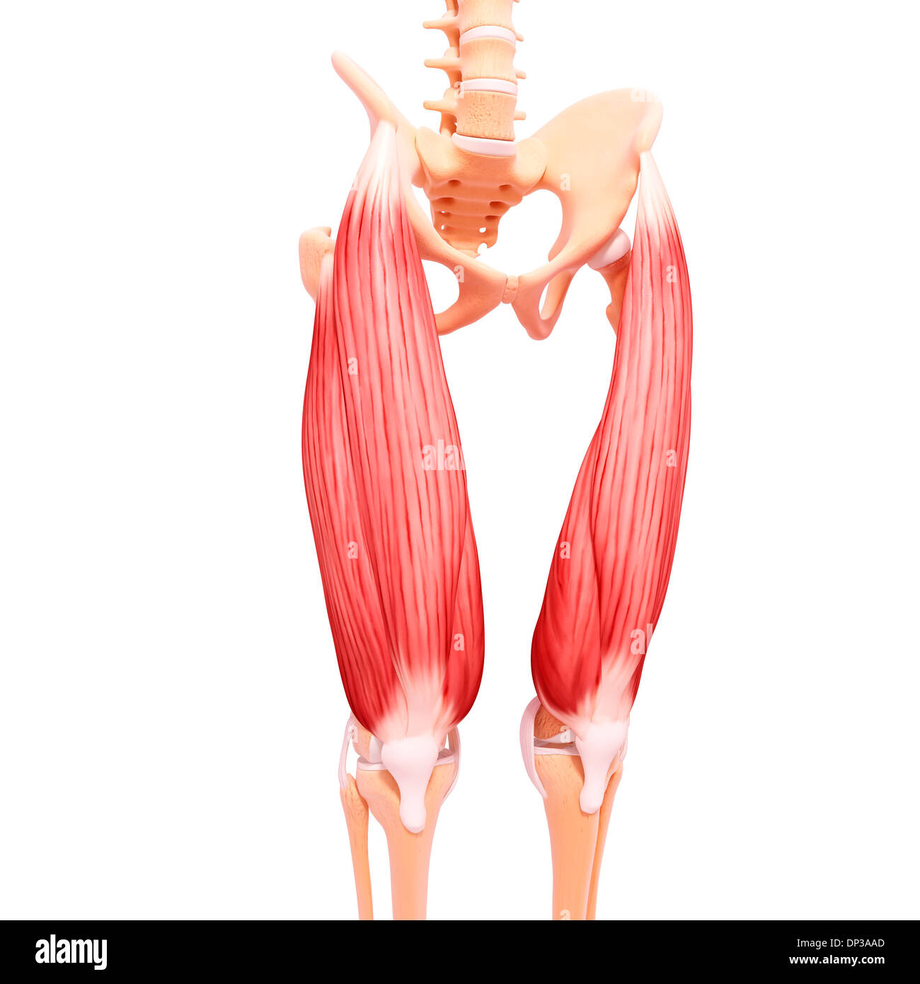 Human leg musculature, artwork Stock Photo - Alamy