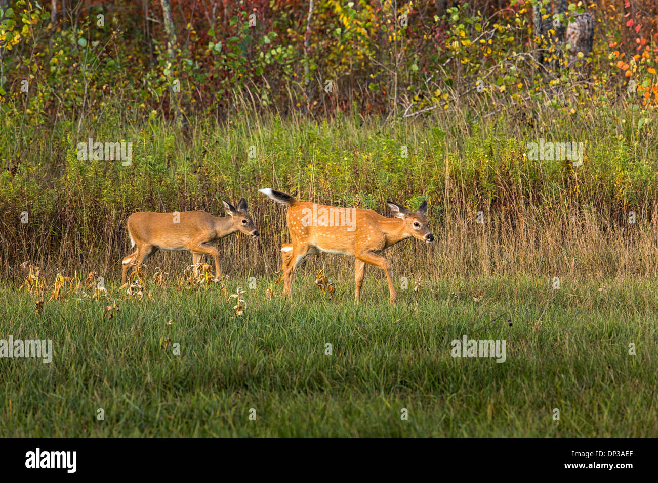Two fawn hi-res stock photography and images - Alamy