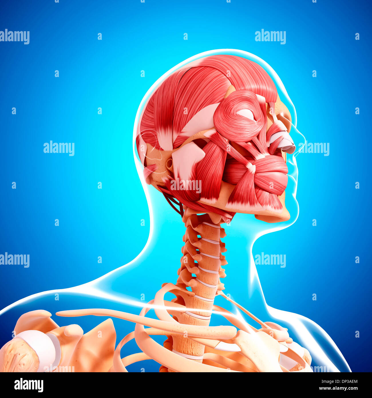 Occipitofrontalis Muscle Stock Photos & Occipitofrontalis Muscle Stock ...