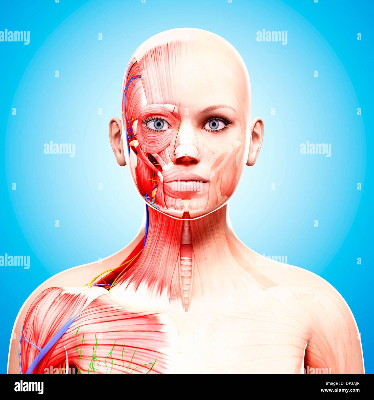 Female anatomy, artwork Stock Photo - Alamy