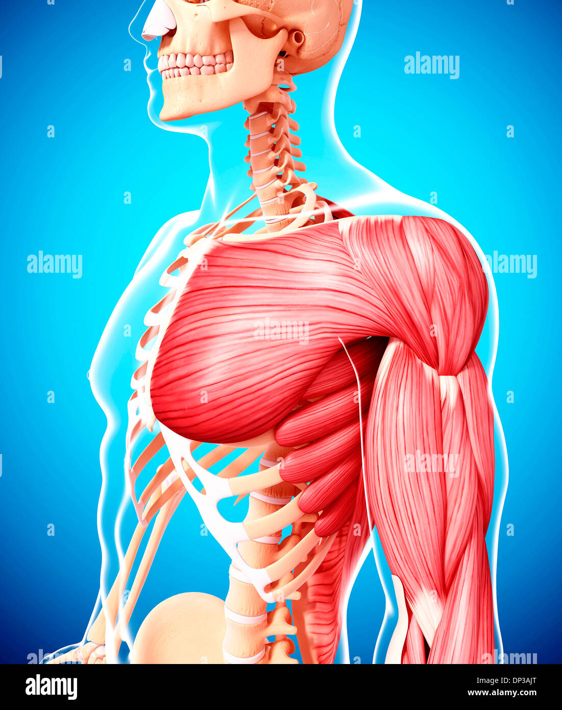 Human skull anterior view hi-res stock photography and images - Alamy