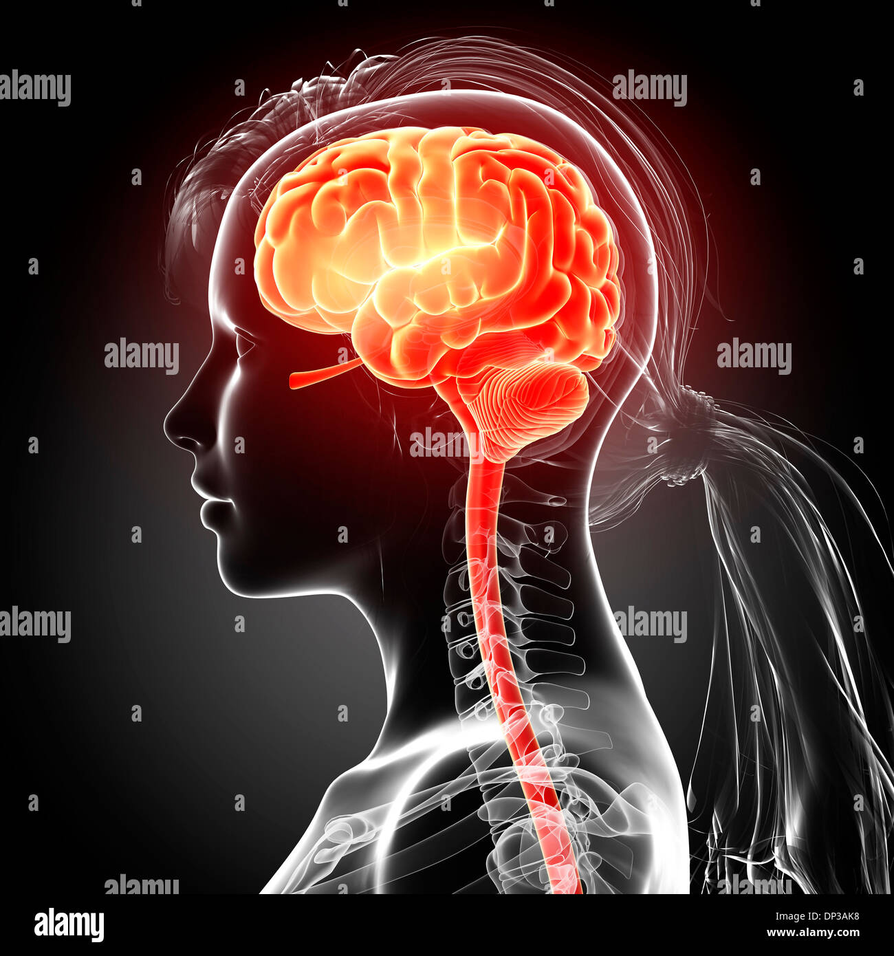 Female brain, artwork Stock Photo - Alamy