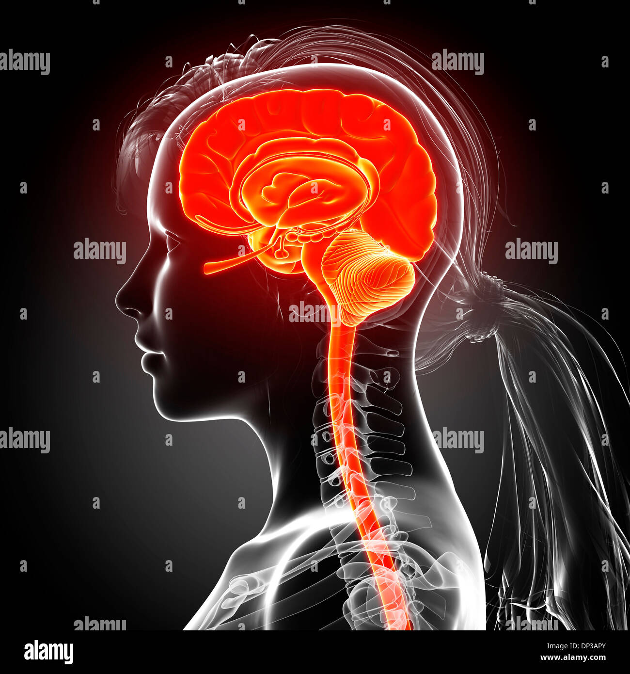 Female brain, artwork Stock Photo - Alamy