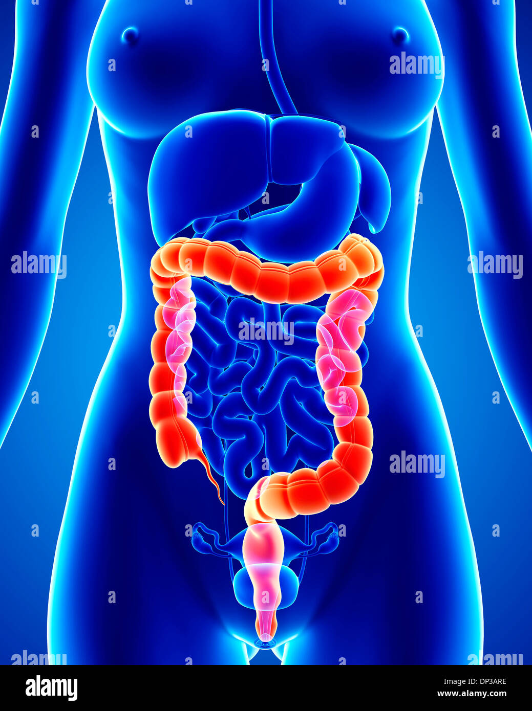 Female rectum hi-res stock photography and images - Alamy