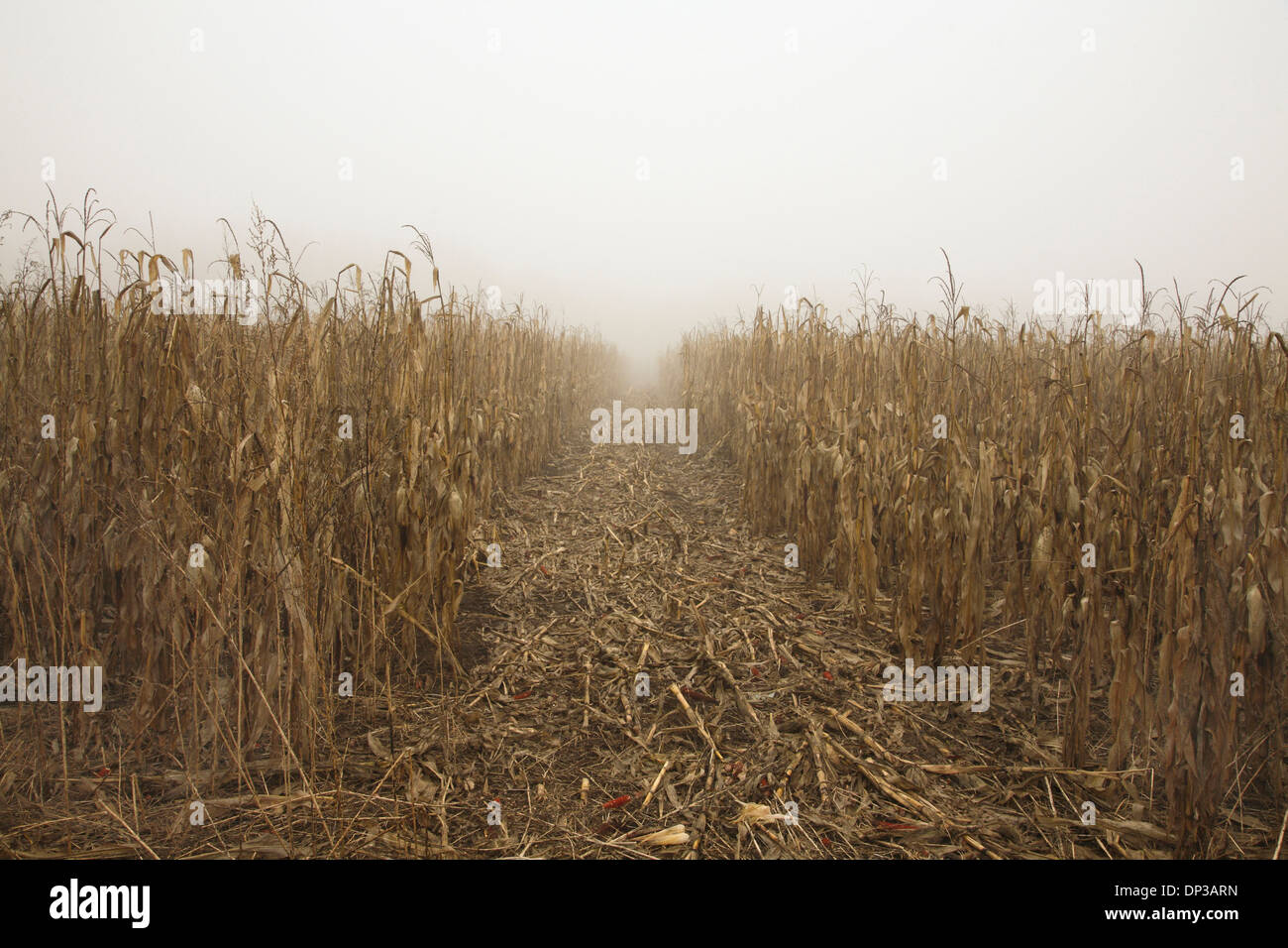 Pathway through cornfield hi-res stock photography and images - Alamy