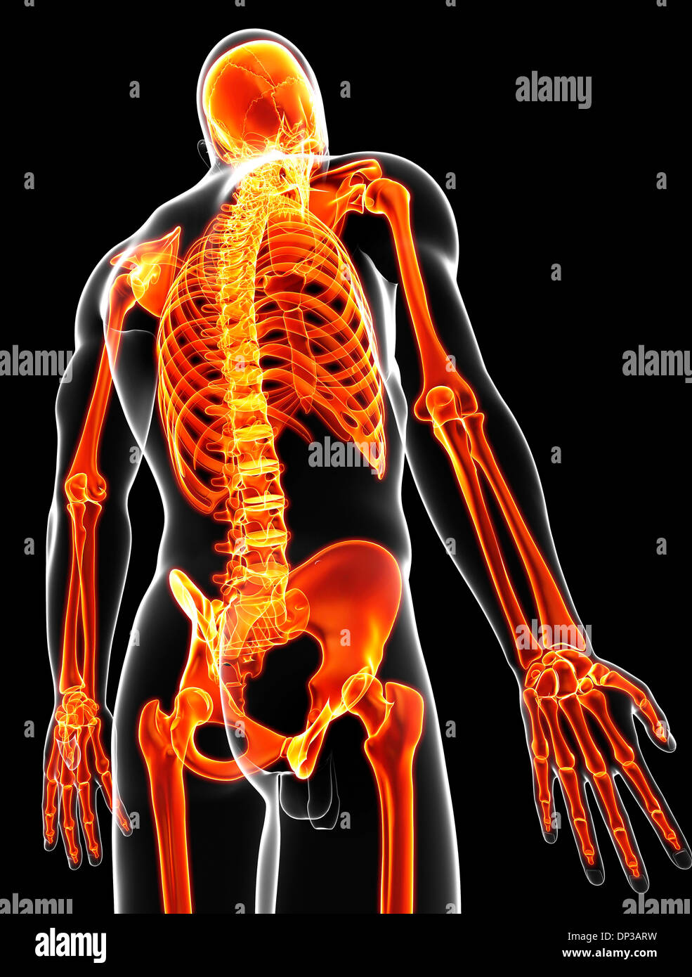 Man human skull three quarter view hi-res stock photography and images ...