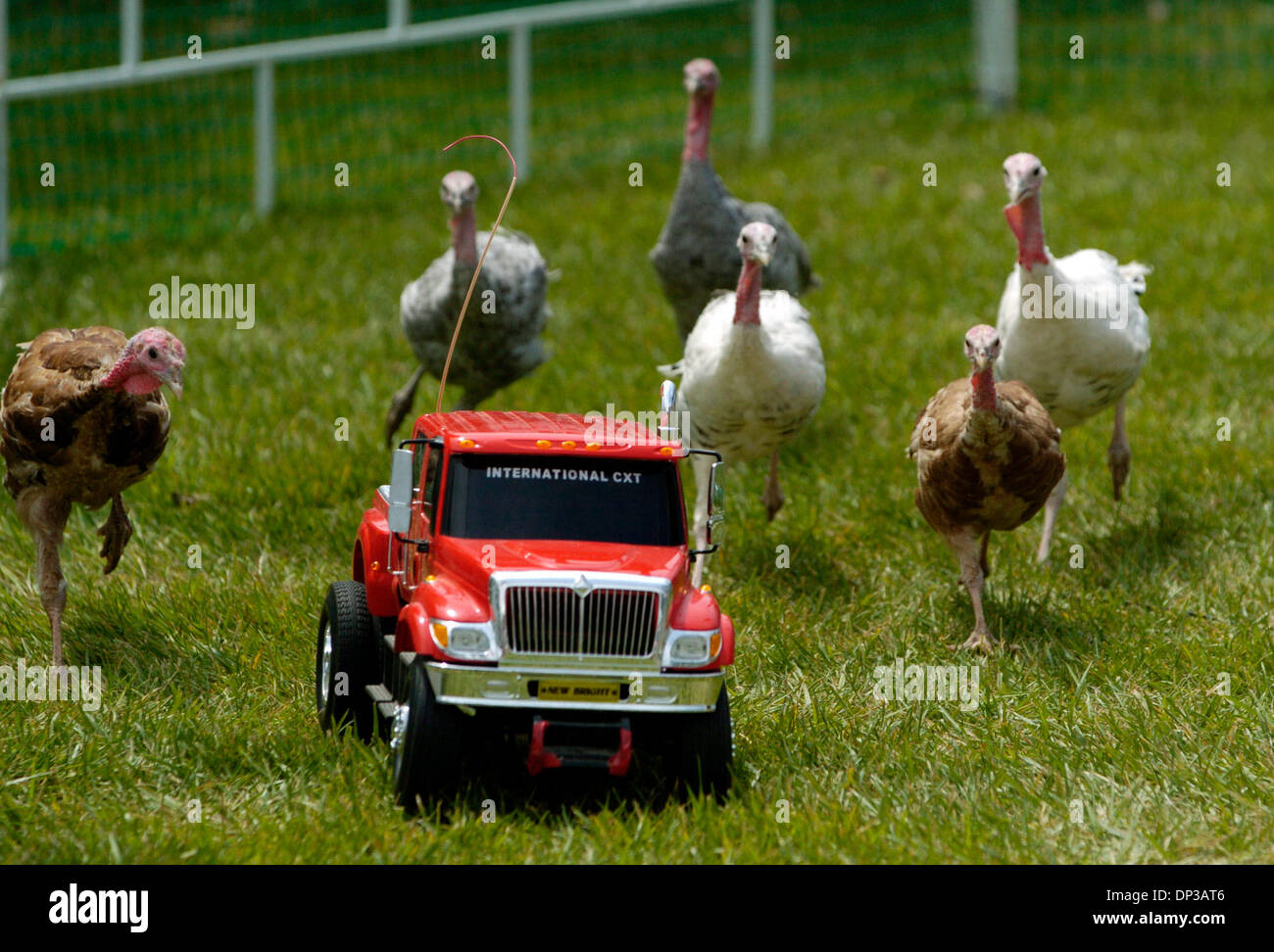 Wild west turkey stampede hi-res stock photography and images - Alamy