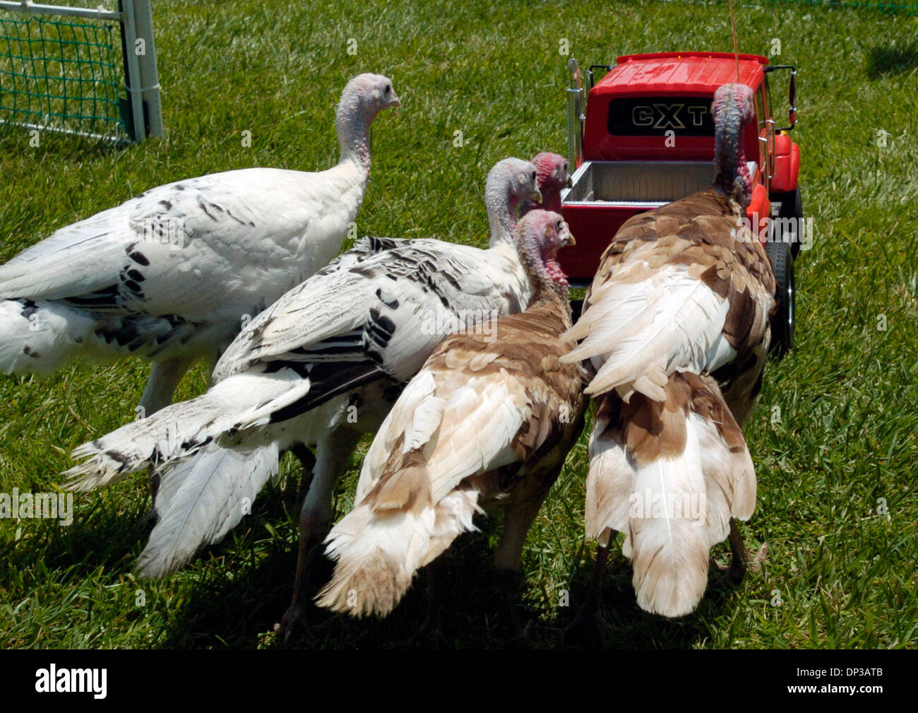 Wild west turkey stampede hi-res stock photography and images - Alamy