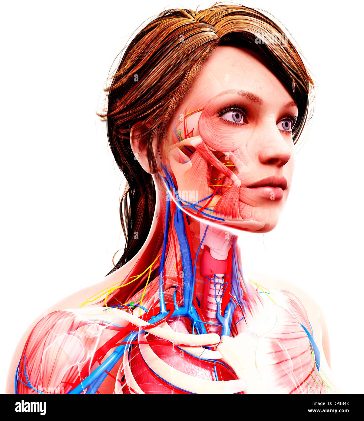 Female anatomy, artwork Stock Photo - Alamy