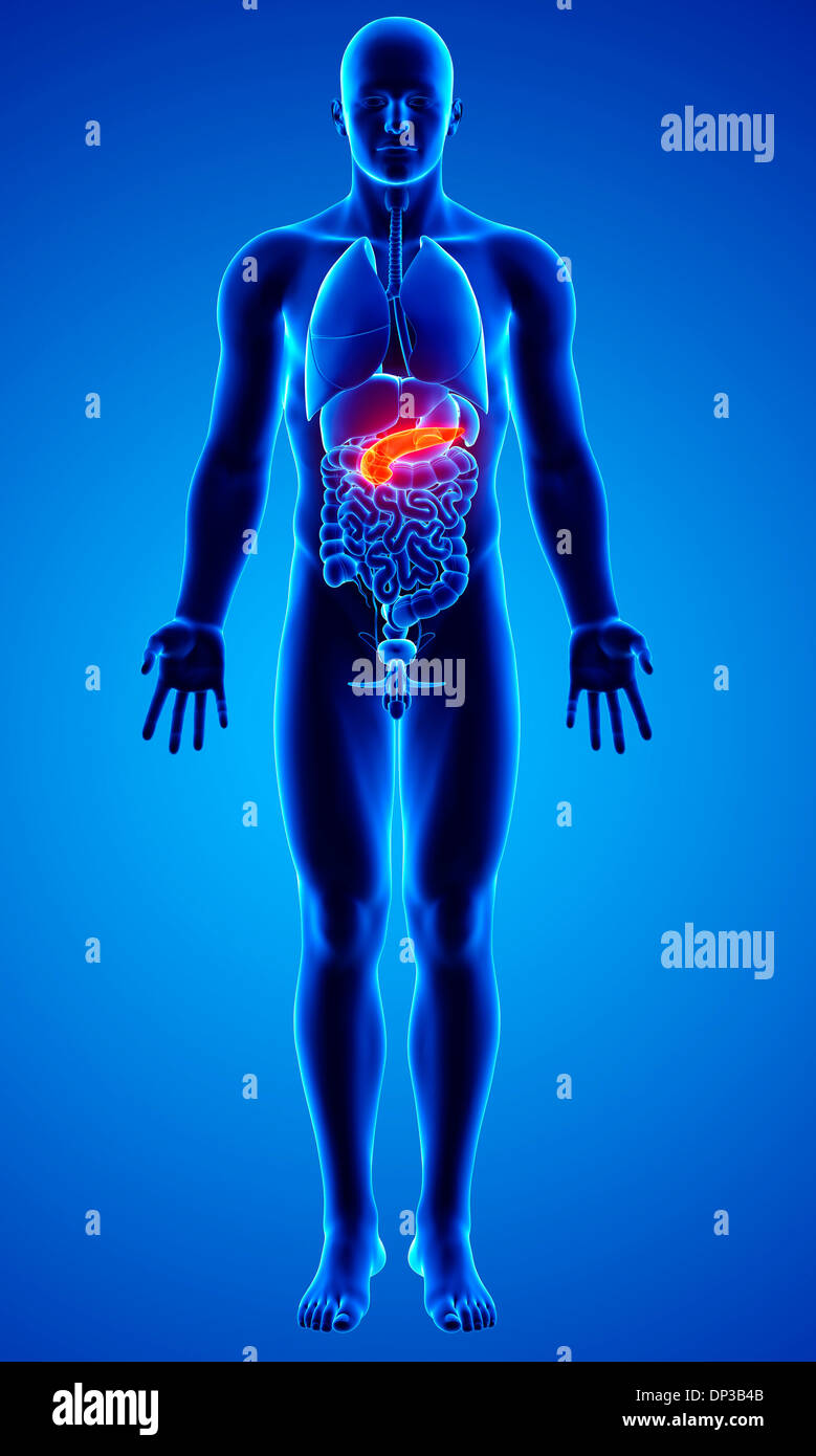 Male anatomy, artwork Stock Photo - Alamy