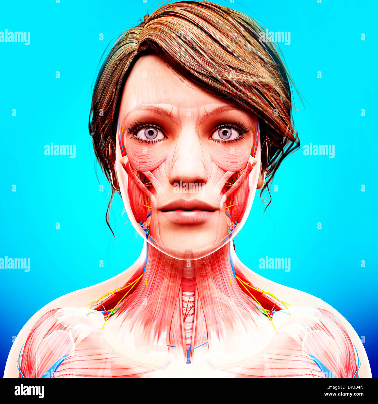 Female head muscle anatomy hi-res stock photography and images - Alamy