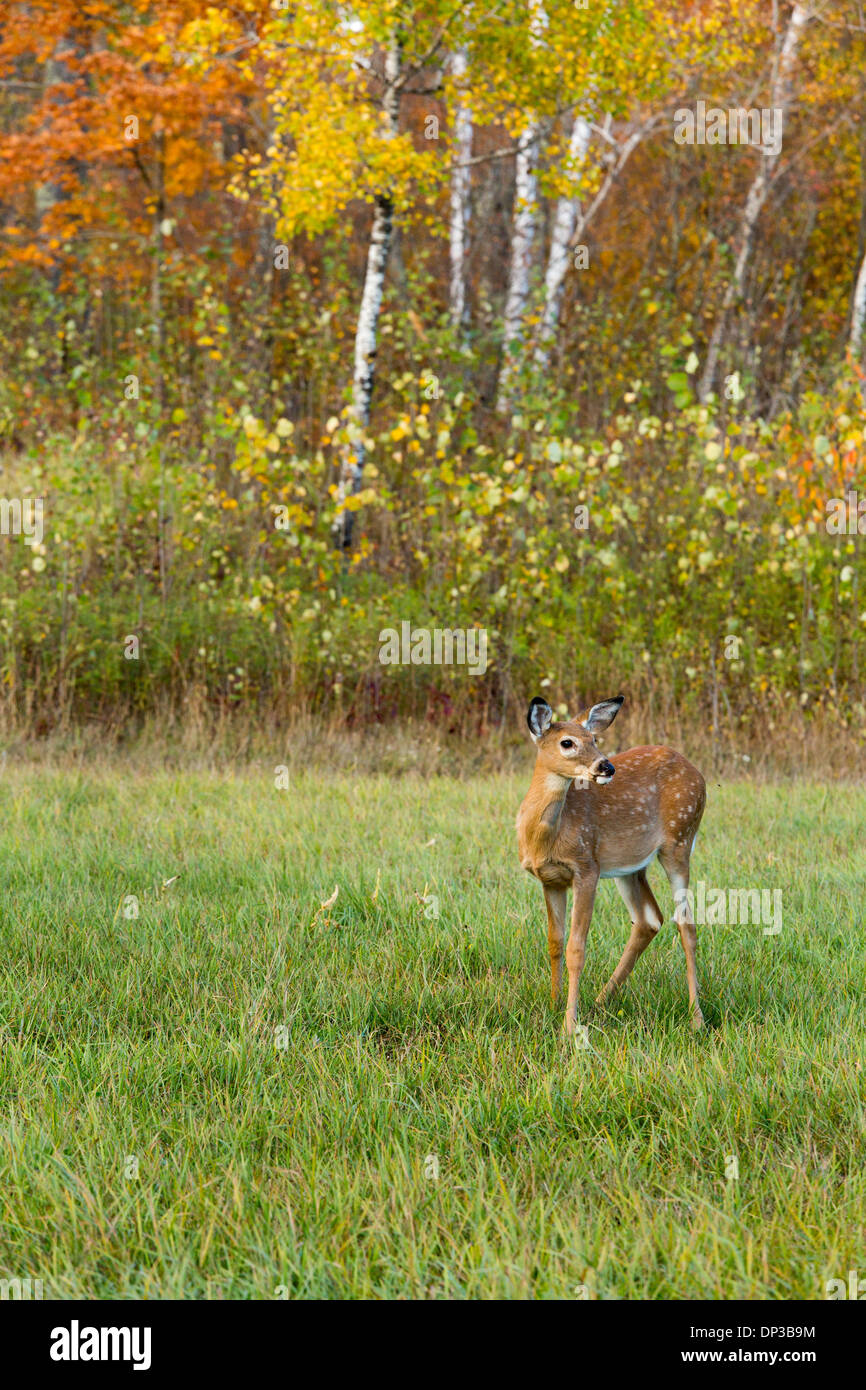 Whitetail deer fall colors hi-res stock photography and images - Alamy