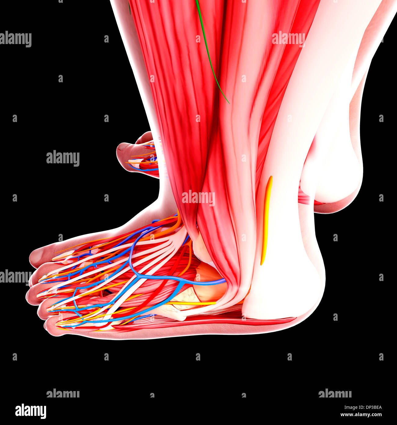 Human foot anatomy, artwork Stock Photo - Alamy
