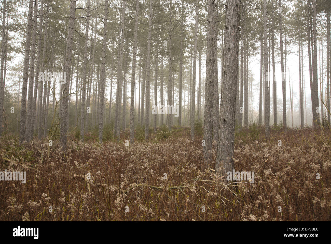 York Regional Forest, Ontario, Canada Stock Photo - Alamy