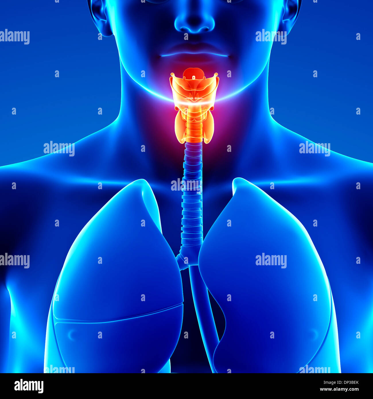 Human throat anatomy, artwork Stock Photo - Alamy