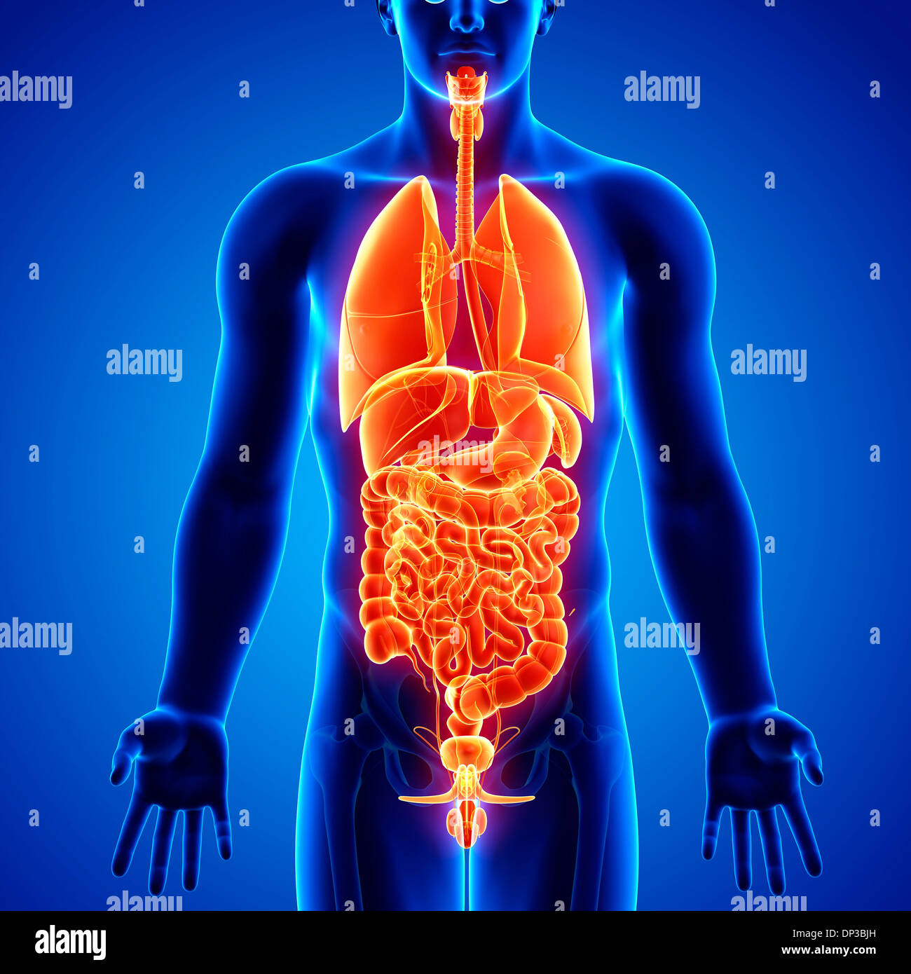 Male anatomy, artwork Stock Photo - Alamy