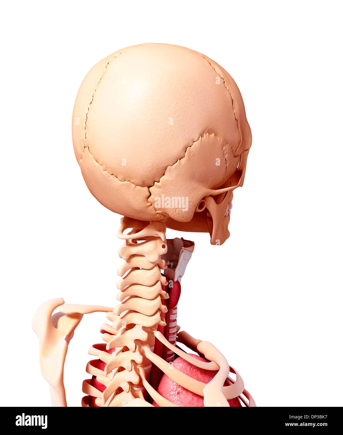 Human anatomy, artwork Stock Photo - Alamy
