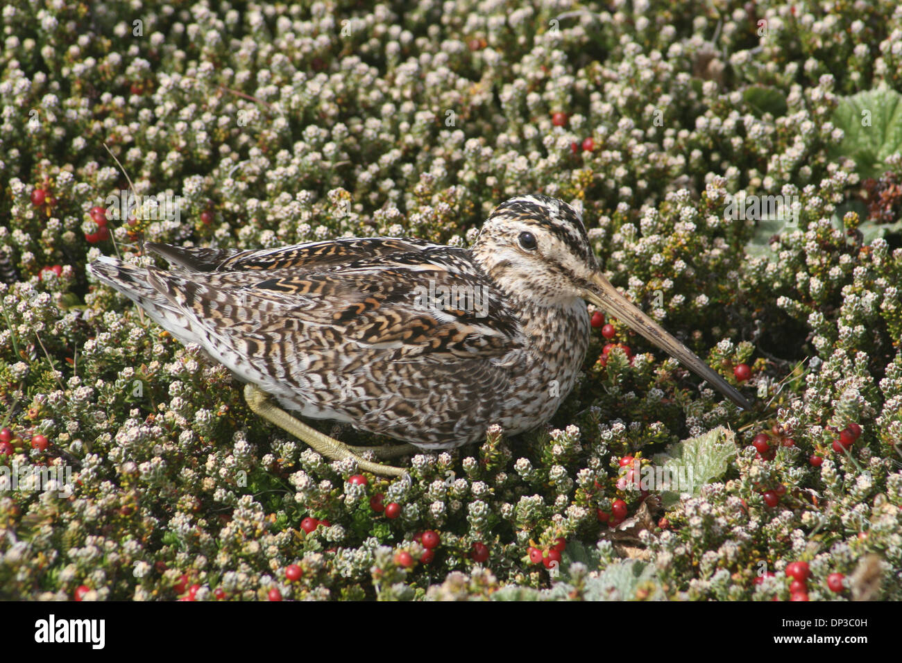 Magellan snipe hi-res stock photography and images - Alamy