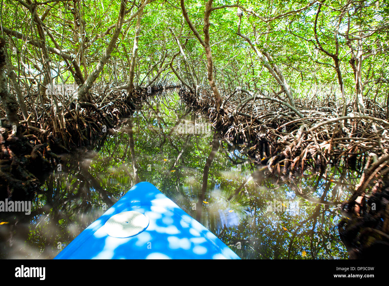 Tour group passes through the mangrove tunnels of Roatan in a ...