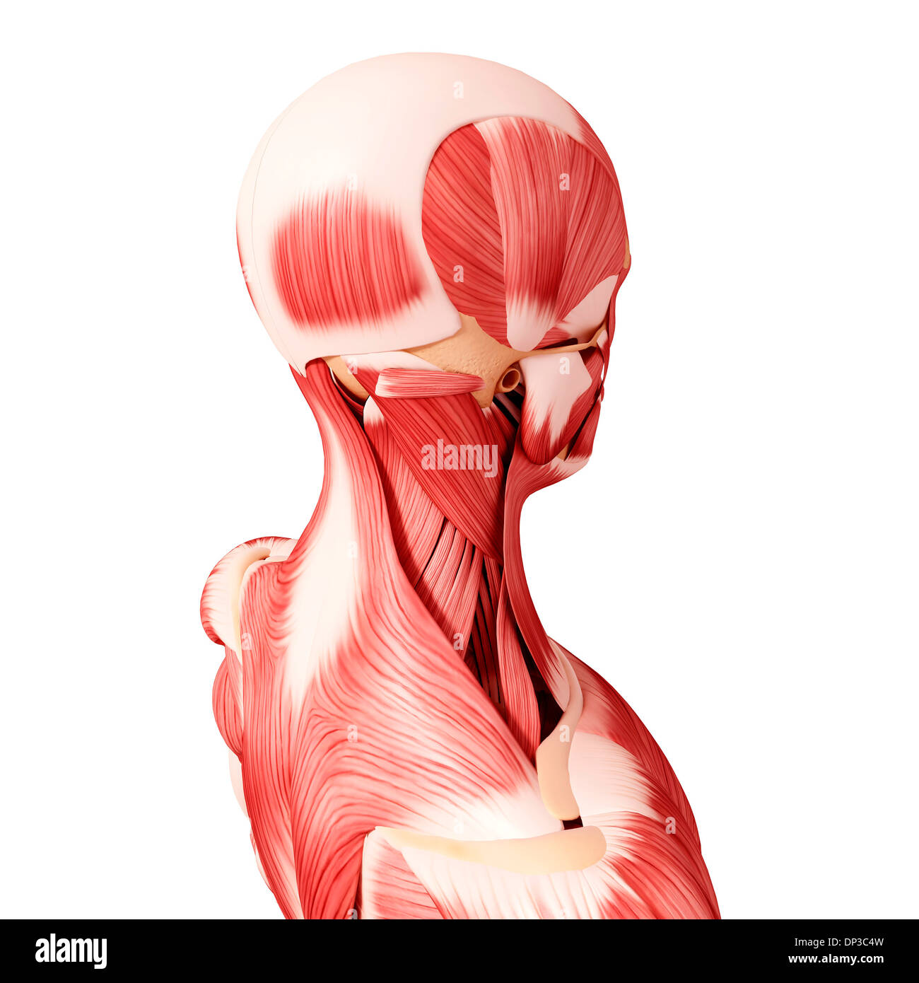 Human head musculature, artwork Stock Photo - Alamy