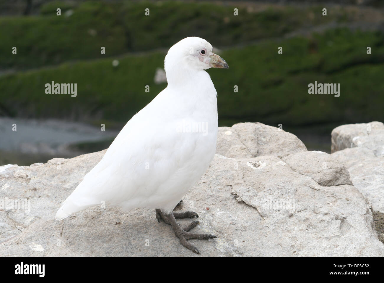 Chionis hi-res stock photography and images - Alamy