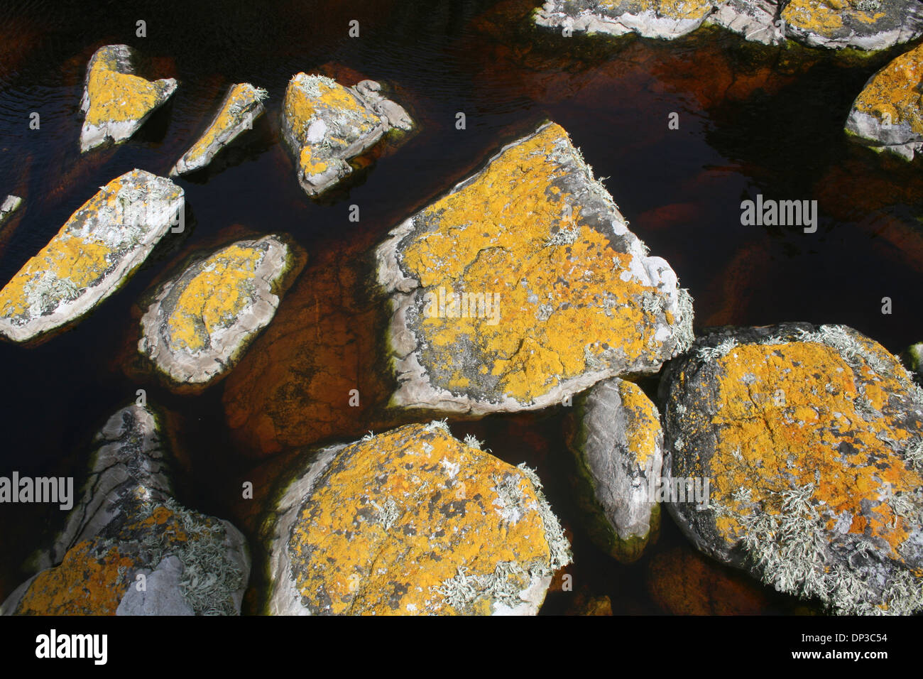 Rock pool, Kidney Island, Falklands, with lichen-covered rocks Stock ...