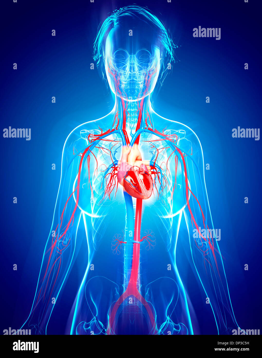 Female cardiovascular system, artwork Stock Photo - Alamy