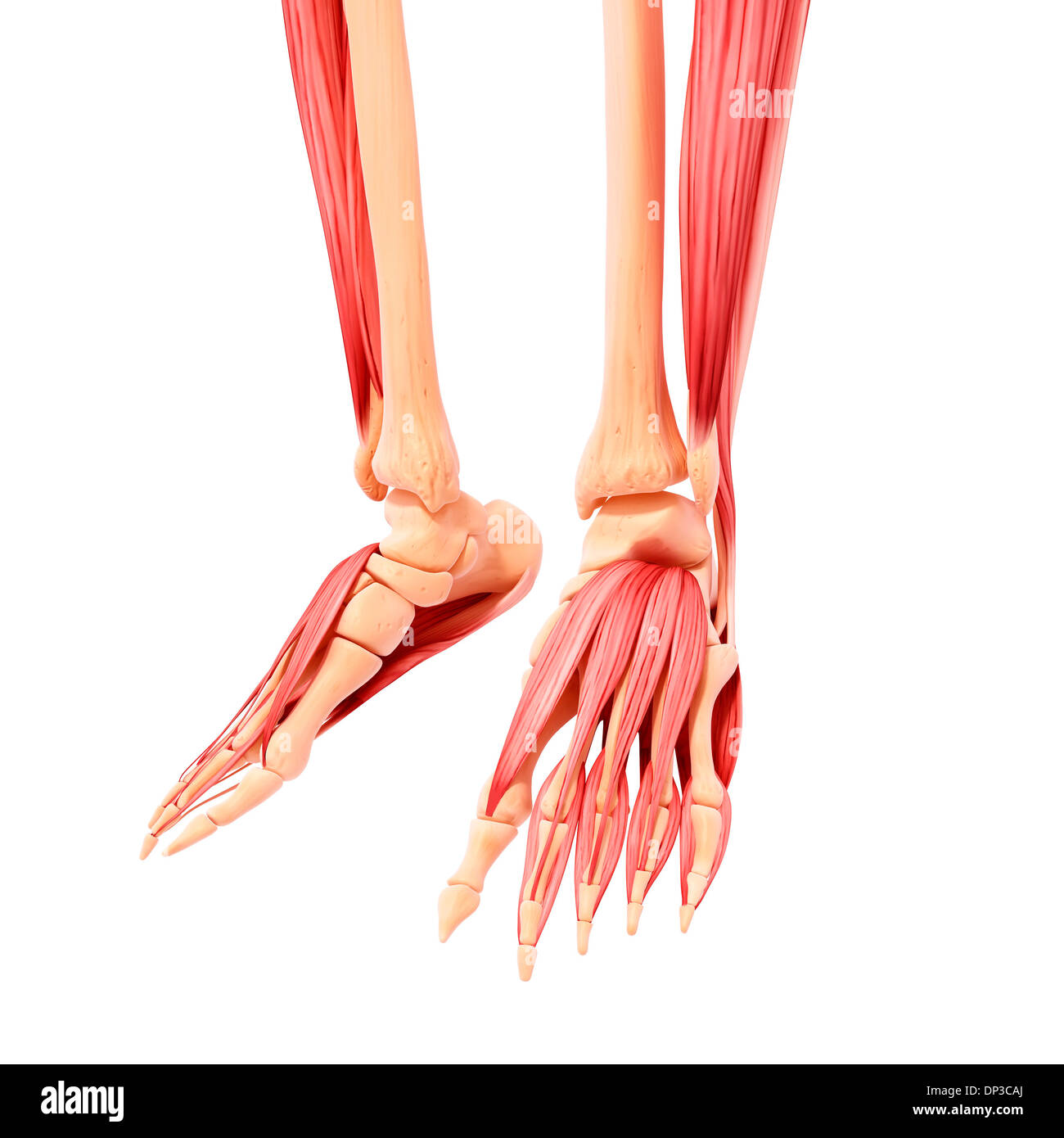 Human leg musculature, artwork Stock Photo - Alamy