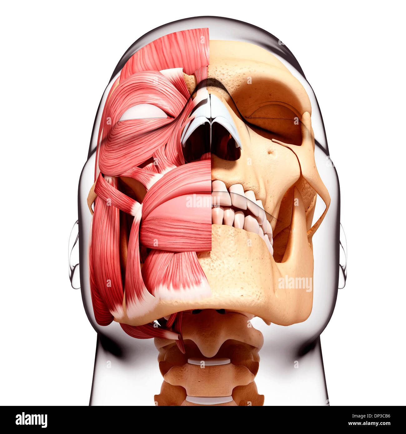 Occipitofrontalis Muscle Stock Photos & Occipitofrontalis Muscle Stock ...