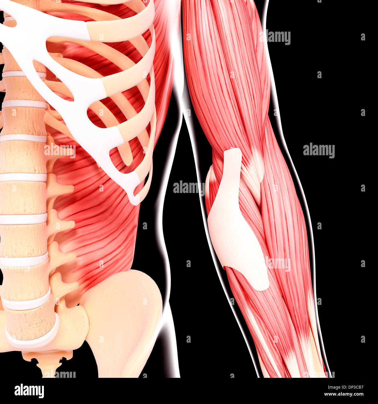 Tendon arm hi-res stock photography and images - Alamy