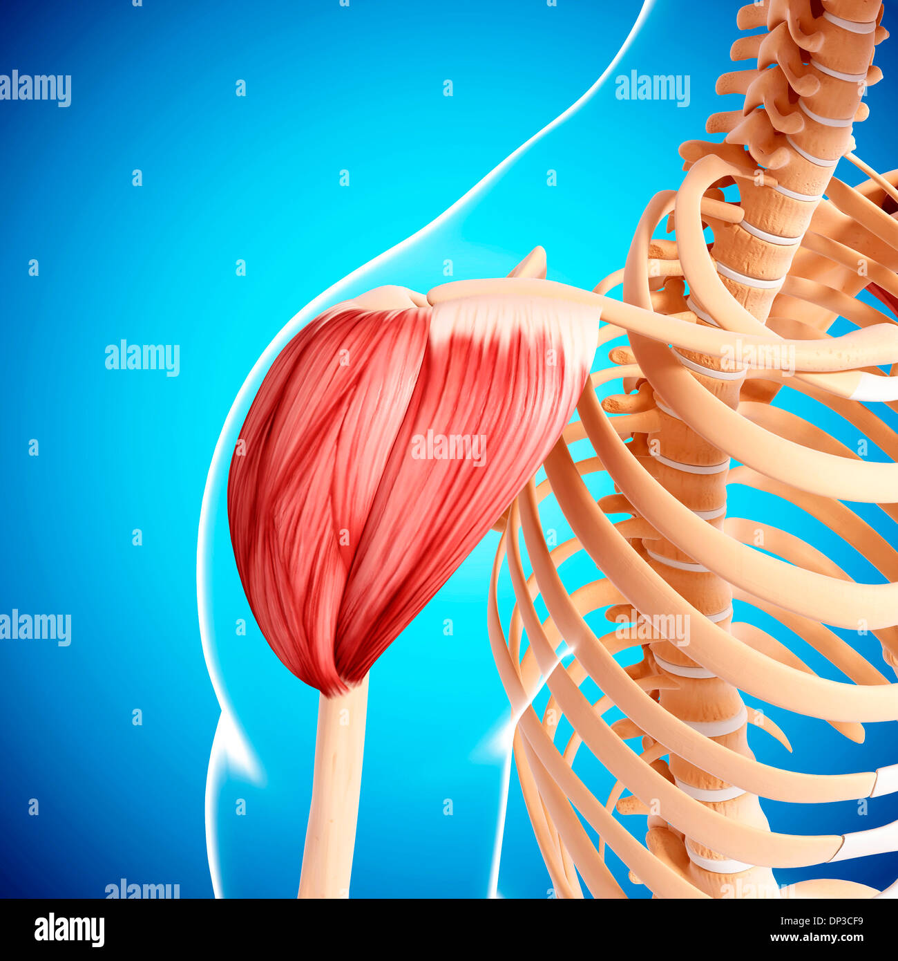 Shoulder musculature hi-res stock photography and images - Alamy